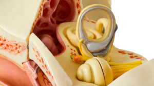 O que é cóclea e qual a sua função na percepção dos sons? | Dr. Silêncio